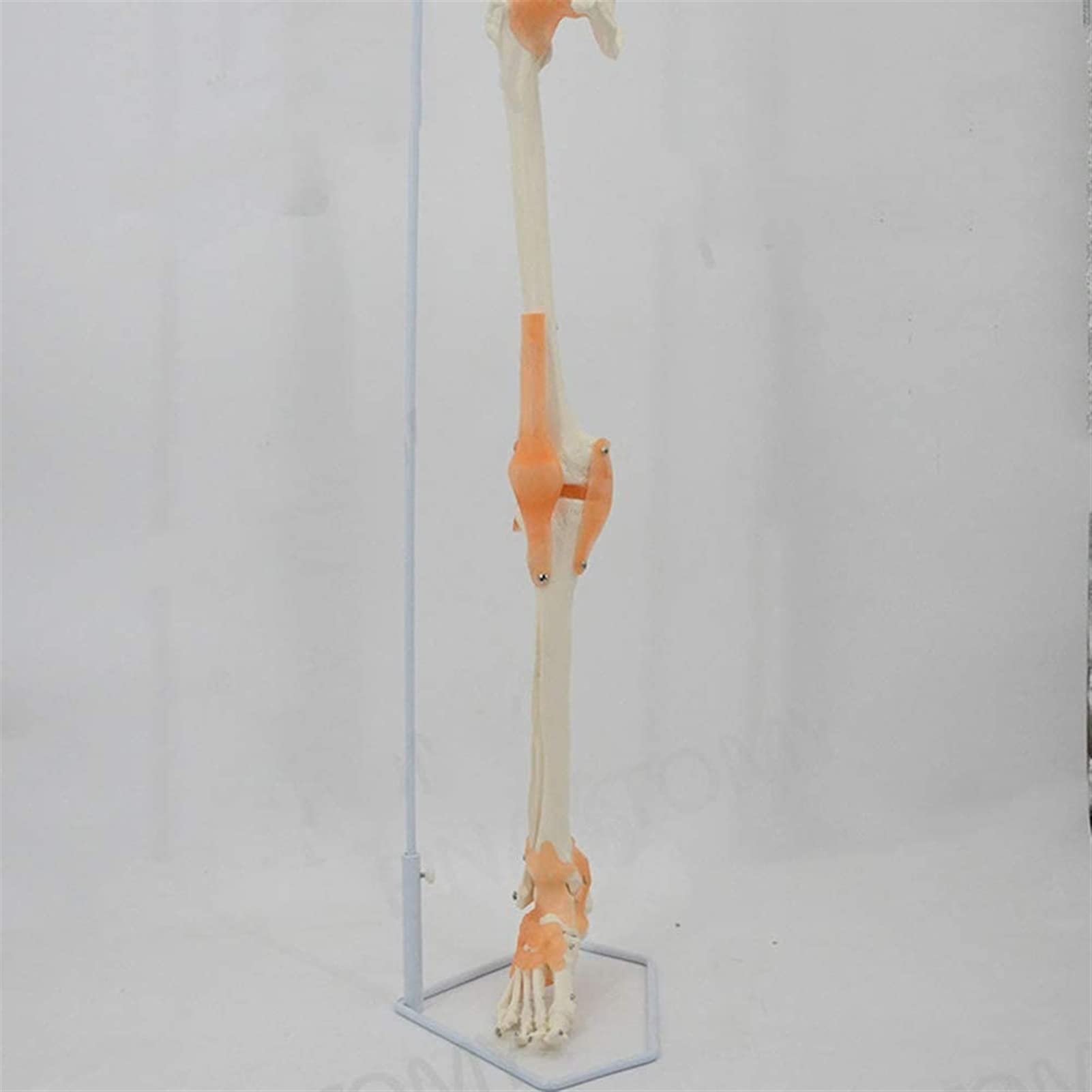 Fgdsa Body Model Educational Model Human Lower Limb Leg Skeleton ...