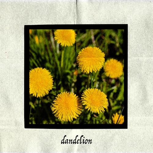 Dandelion by Dandelion on Amazon Music - Amazon.com