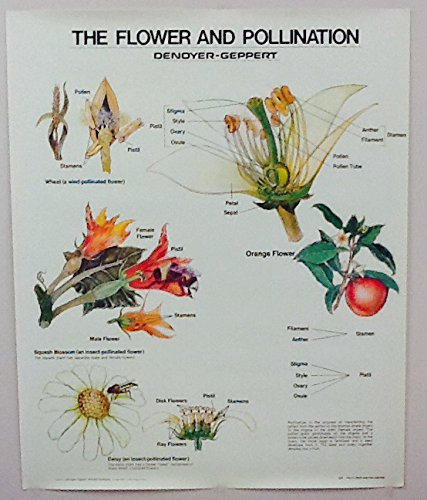 Flower & Pollination Wall Chart, Unmounted: Amazon.com: Industrial ...