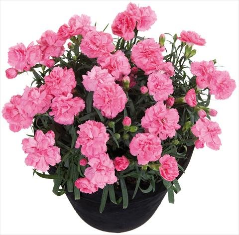 Creative Farmer Flower Seeds : Dianthus Flower Seeds Flower Seeds For ...