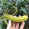 Amazon.com : Ice Cream Bean Fruit Plant Live for Planting, Inga Edulis ...
