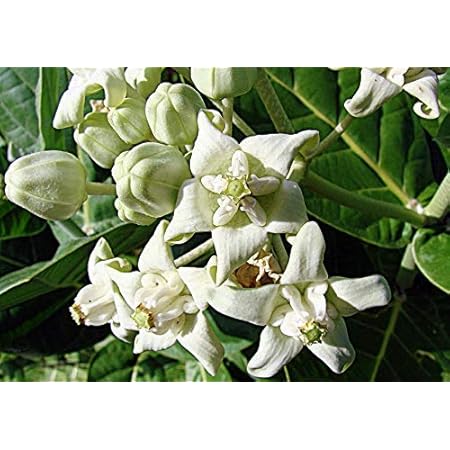 Safed Aak Live Plant, Calotropis Gigantea, White Madar : Amazon.in ...