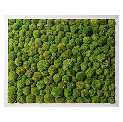 Moos für Pflanzen – Die 15 besten Produkte im Vergleich & Angebote ...