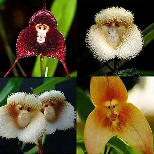 Affenkopf Orchidee Pflanze Kaufen