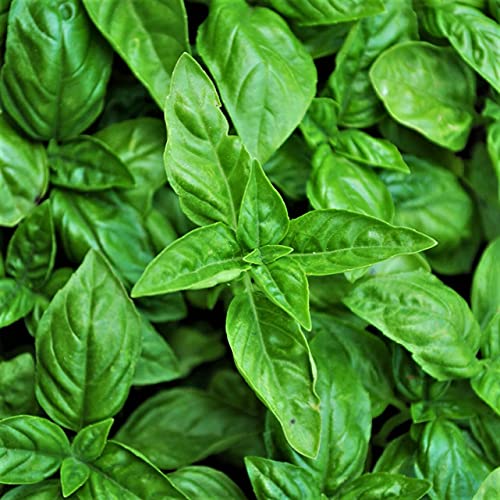 Sweet basil - How to grow & care