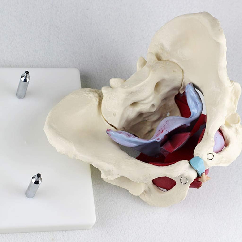 Modelo anatomía Modelo Pelvis - Modelo anatómico Pelvis Femenina ...