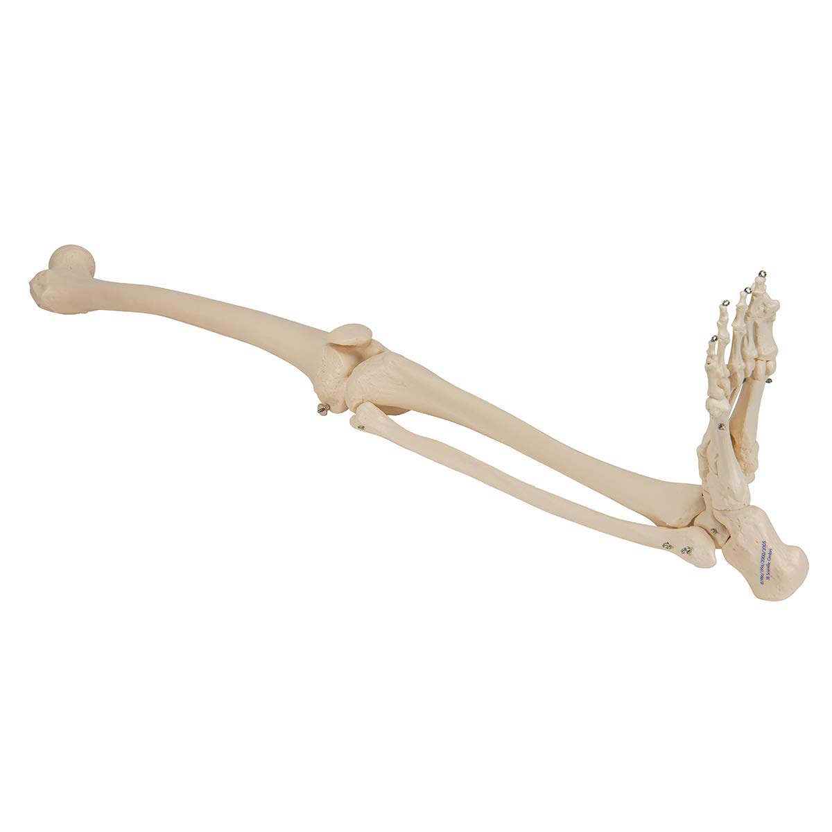Modelo Estudio Médico Modelo Anatomía Tibia Humana - 3B Scientific Con ...