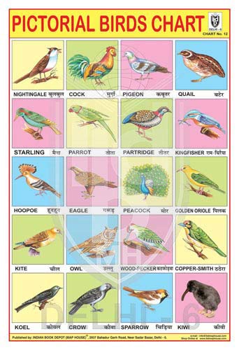 Buy 20 PHOTOS BIRDS CHART Book Online at Low Prices in India | 20 ...