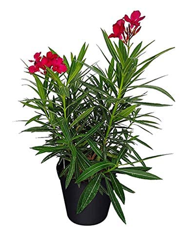 Vixenssell Live RED KARABI Flower Plant - Kaner Flower - NERIUM ...