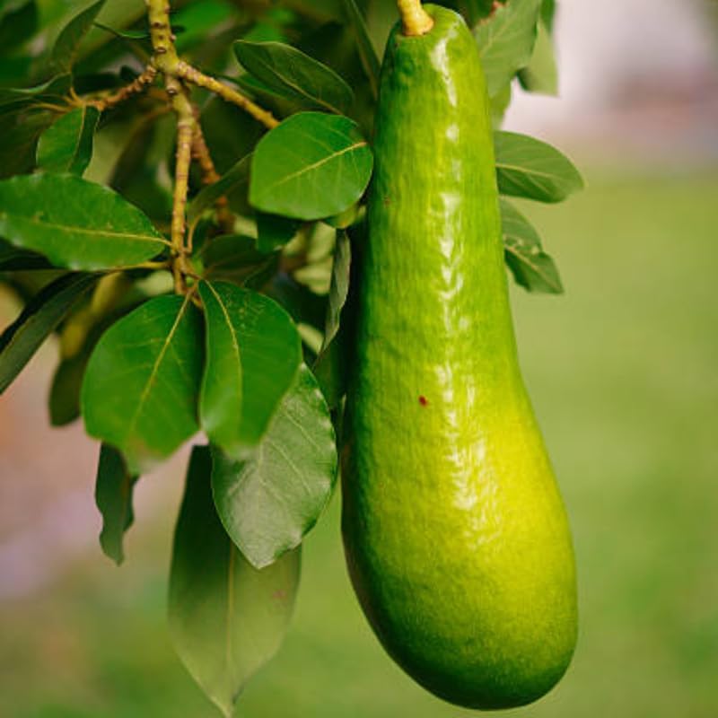 Amazon.com : No CA, Long Neck Avocado Tree Grafted, 2-3 Feet Avocado ...
