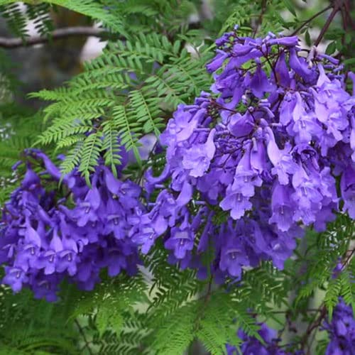 Jacaranda Mimosifolia Flower Plant. >Pack Off-2
