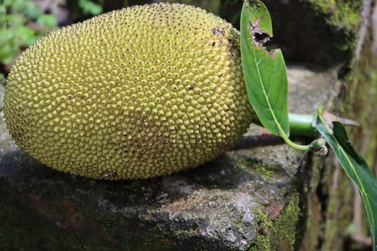 RARE THAI PINK JACKFRUIT LIVE PLANT : Amazon.in: Garden & Outdoors