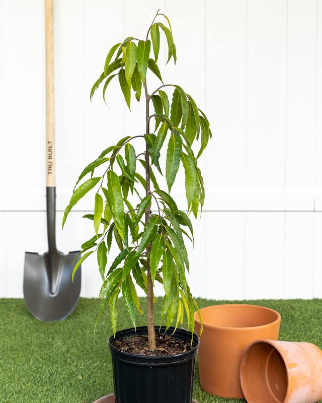 Royal Gardens Live Ashok/Ashoka Tree Bonsai Beautiful Plant With pot ...