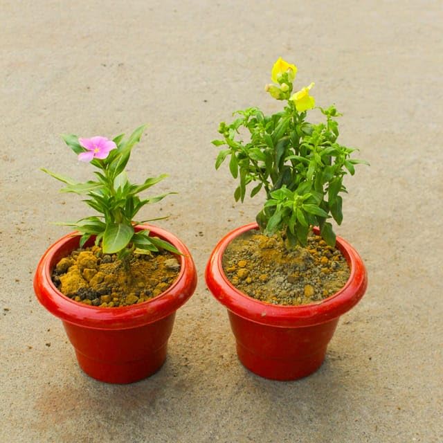 Set of 2 - Periwinkle/Vinca/Sadabahar & Antirrhinum Majus (Snapdragon ...