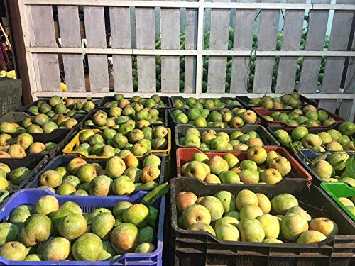 Mphmi Rumani Mango Plant- Chennai : Amazon.in: Garden & Outdoors