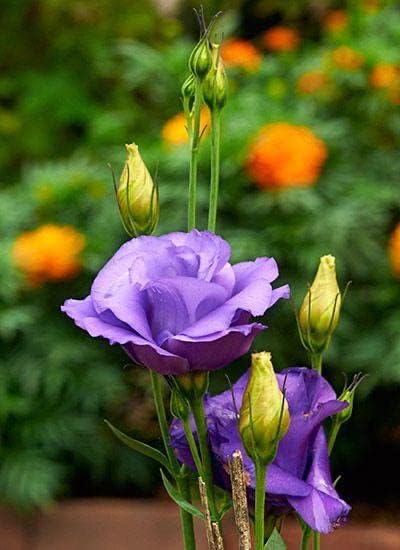 Texas Blue Bell | Nandini flower live Plant (healthy plant) Pack of 1 ...