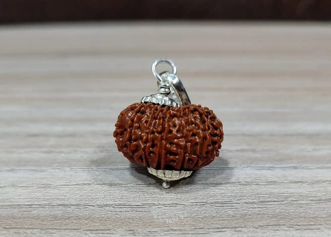 Gemz Mine 14 Mukhi Rudraksha Original Certified Nepali Fourteen Faced ...