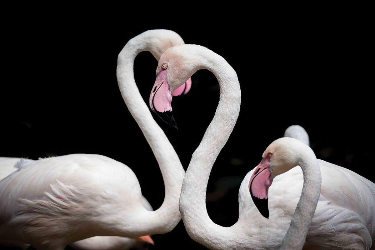 Buy Yellow Alley? Swan Bird Poster|Hans Poster for Interior Wall ...