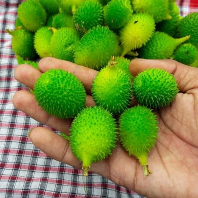 Spiny gourd/Kantola/Akakara seeds Chota karela 20 Per Packat : Amazon ...