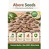 Amazon.com : Hunteria Umbellata Seeds (Abere) – 20 Premium African ...