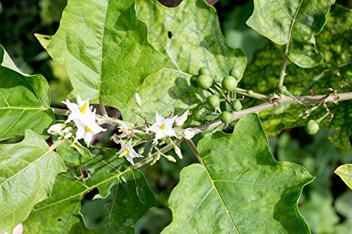 Vrihti (Solanum indicum) live plant 3 to 6 inch : Amazon.in: Garden ...