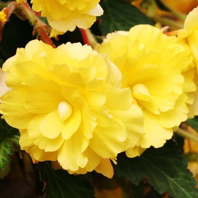 Amazon.com : Yellow Double Begonia Flower Bulbs - 3 Tubers per Pack ...