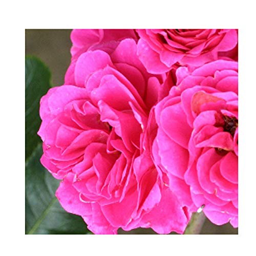 Rosa Climbing Rose 'Starlight Express' Plant : Amazon.co.uk: Garden