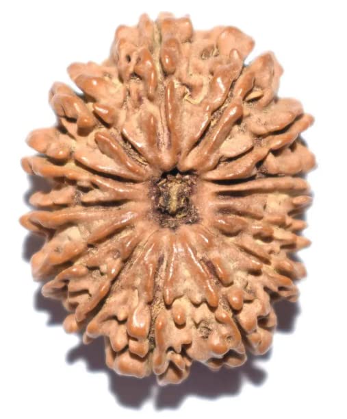 Seven-Hills AAA+++Rated 14 Mukhi Rudraksha Original Certified Nepali ...