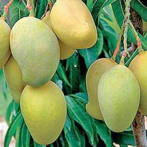 New Patna Nursery sukul mango Live Plant : Amazon.in: Garden & Outdoors