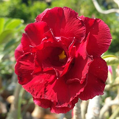 Indian Gardens - Adenium obesum (Grafted double) - colour guaranteed ...