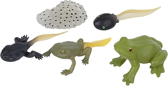RiToEasysports Tadpole Frog Toy Kit, Ranidae Growth Cycle Model ...