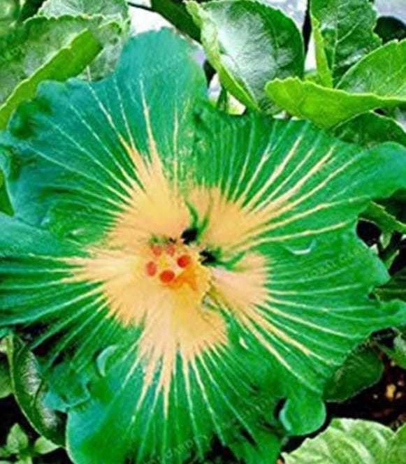 Punarva Hibiscus PlantJoba PlantRare Varieties Australian Hibiscus ...
