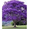 SEILOZBUNIA - Jacaranda Mimosifolia Neel Mohar Flower Live Plant for ...
