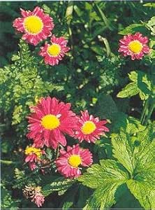Amazon.com : Tanacetum coccineum Pyrethrum coccineum Robinsons Rose ...