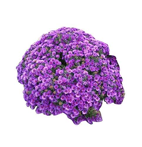 Golden Hills Farm® (AVG 200-1000) seeds Chrysanthemum Seeds - Purple ...