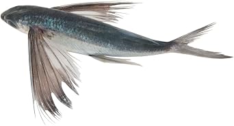Flying Fish 1kg -/+10% : Amazon.co.uk: Pet Supplies