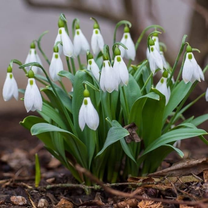Amazon.com : 10 Lily of The Valley Bulbs for Planting - Stunning White ...