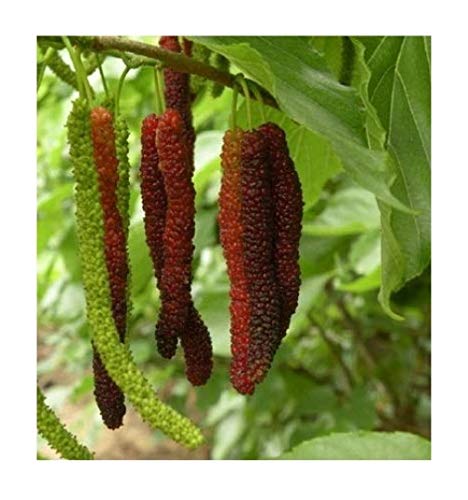 Plants Villa Live Long Red Mulberry/Shahtoot Fruit Plant With Pot ...