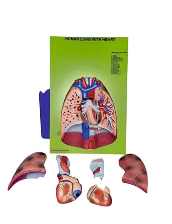 Anatomical "Heart & Lungs Model - Life Size Anatomical Replica with ...