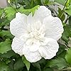 Amazon.com : White Rose of Sharon Tree Live Plant 4 Inc Container ...