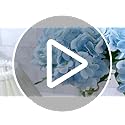 Amazon.com: Thiccywoov 8 Pcs 20" Real Touch Hydrangea Artificial ...