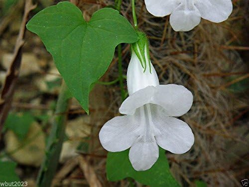 Amazon.com : Climbing Snapdragon (Asarina Scandens White) Perennial ...