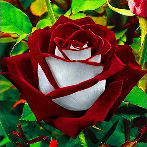Royal Paradise Garden Rare Exotic Ruby Red White Rose Flower Plant Home ...