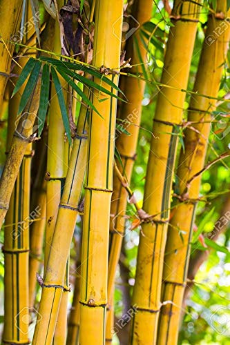 Trothic Gardens Dwarf Rare Golden Bamboo Live Plant : Amazon.in: Garden ...