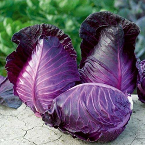 M-Tech Gardens Rare Cabbage " Red Giant " Exotic 20 Vegetable Seeds for ...