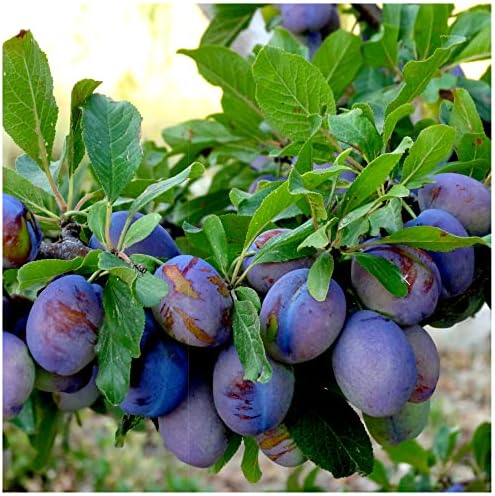 Merryweather Damson Tree 4-5ft, 6L Pot, Self-Fertile & Heavy Cropping ...