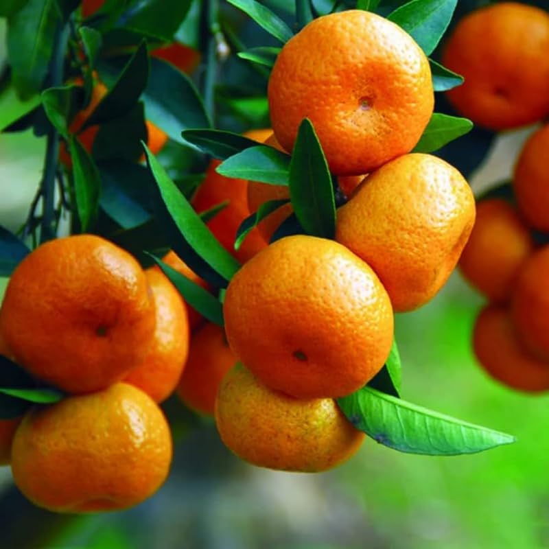 Mandarina Tree