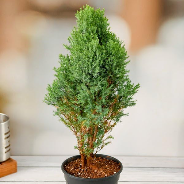 Mphmi Seedless Plant Shrub Trees Cypress Green - Plant : Amazon.in ...