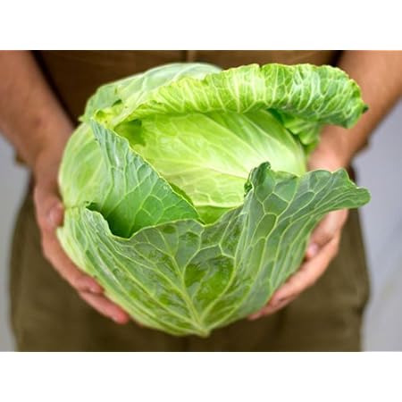 Creative Farmer Vegetable Seeds Kobi Seeds - Cabbage Seeds Heirloom Veg ...
