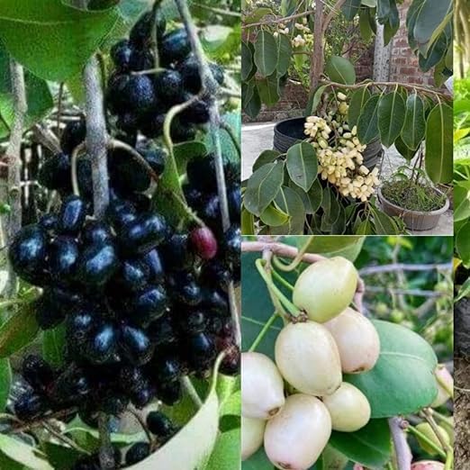 Green view "Ra -Jamun"Grafted hybrid - 1 Healthy Live Super Yielding ...